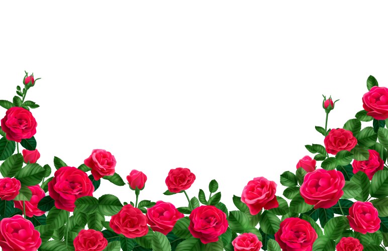 Bushes roses isolated on white background Vector Image