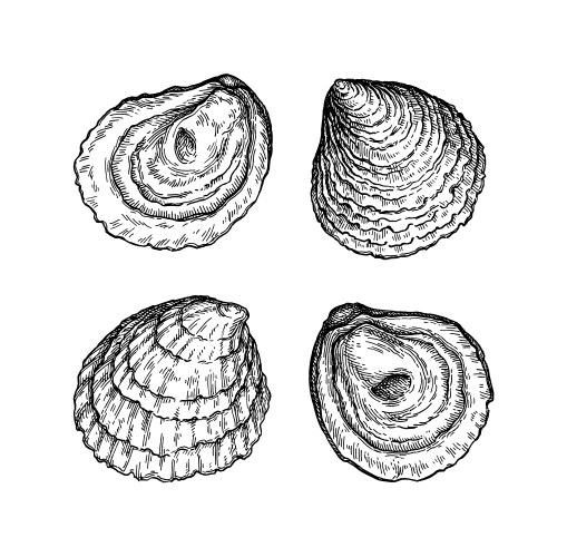 Oyster Royalty Free Vector Image - VectorStock