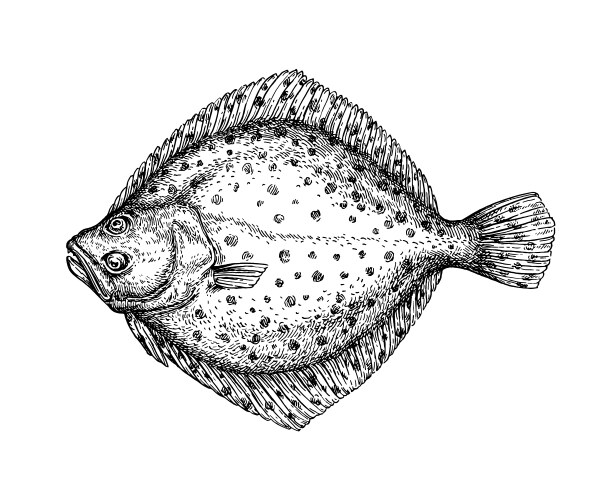 Flatfish Vector Images (over 660)