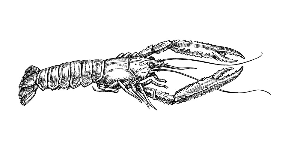 Ink sketch of lobster Royalty Free Vector Image
