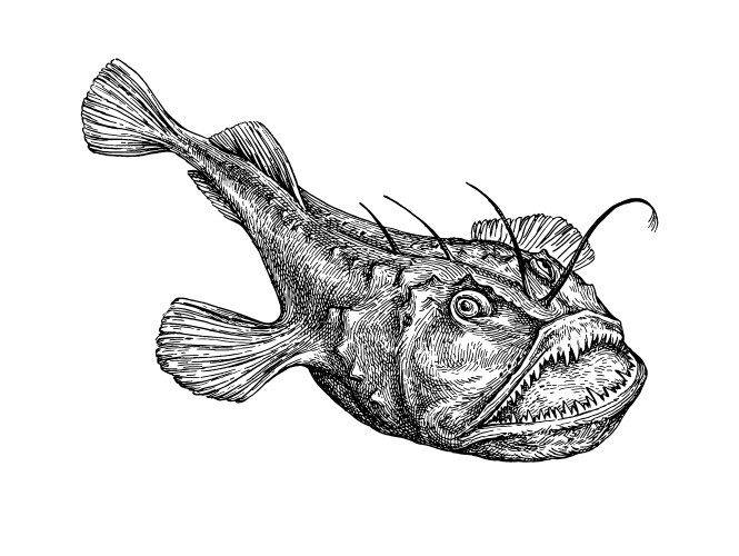Ink sketch of cod fish Royalty Free Vector Image