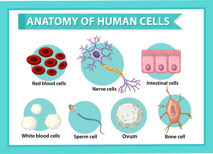 Human macro cells set bright medicine poster Vector Image