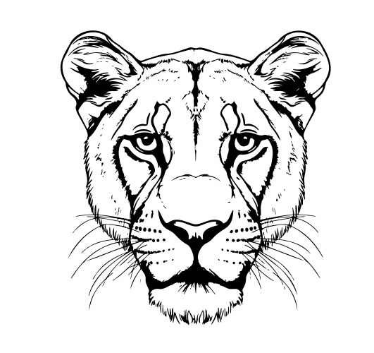 Female Lion Head Drawings