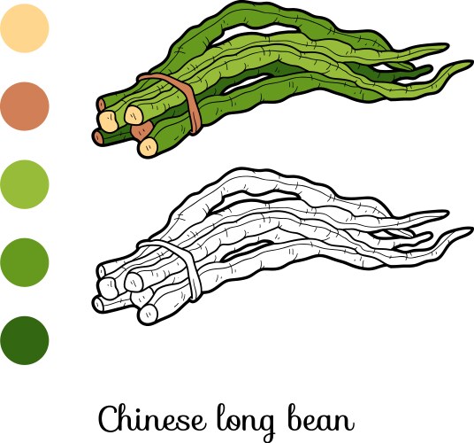 Giant bean Royalty Free Vector Image - VectorStock