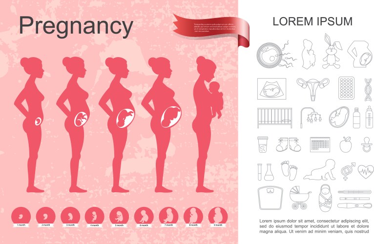 Stages of pregnancy - conception a child Vector Image