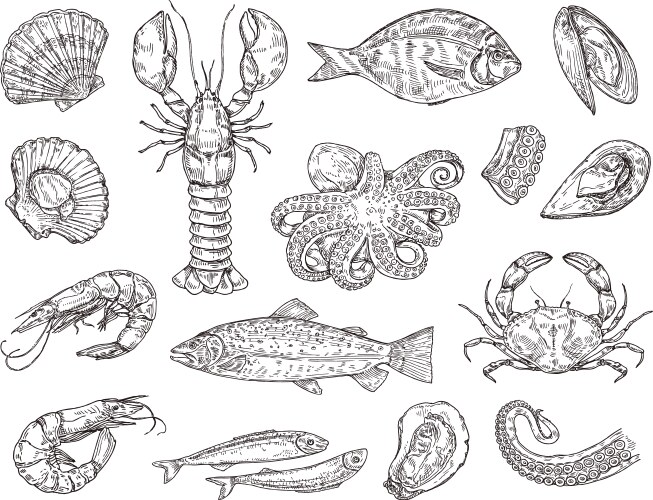 Sketch seafood lobster shellfish fish shrimp Vector Image