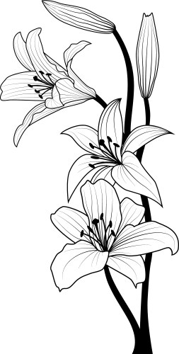 Lily Outline Vector Images (over 11,000)