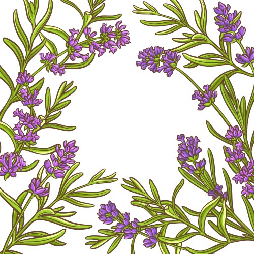 Lavender Vector Images (over 18,000)