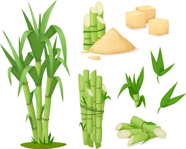 Sugar product Royalty Free Vector Image - VectorStock