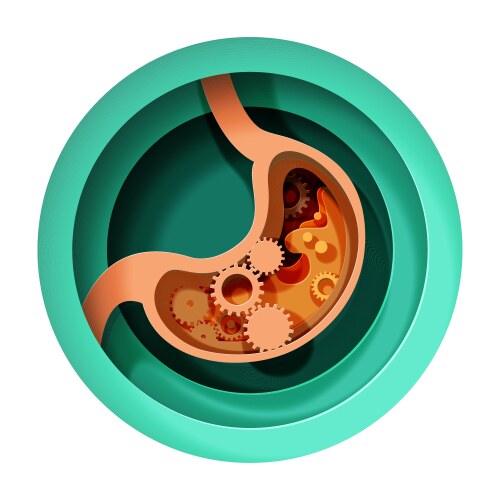 Healthy Digestion Vector Images (over 14,000)