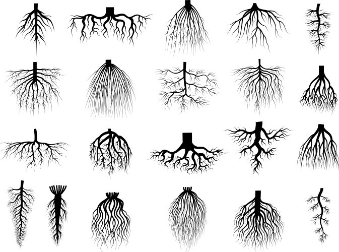 Plants Root Vector Images (over 50,000)