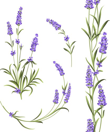 Lavender Vector Images (over 20,000)