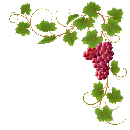 Vine Royalty Free Vector Image - VectorStock