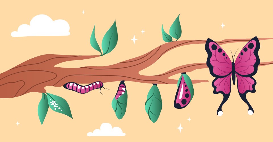 Butterfly Evolution Vector Images (over 570)
