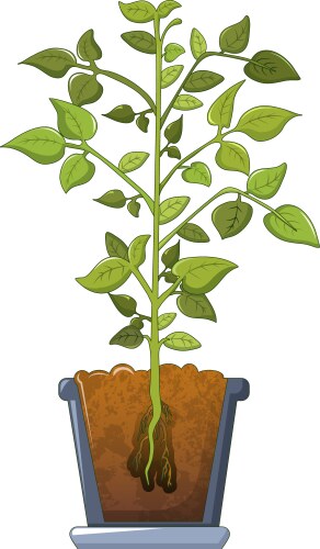 Bean plant flowers icon cartoon style Royalty Free Vector