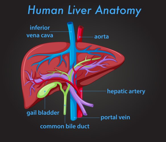 Liver Cartoon Vector Images (over 5,600)