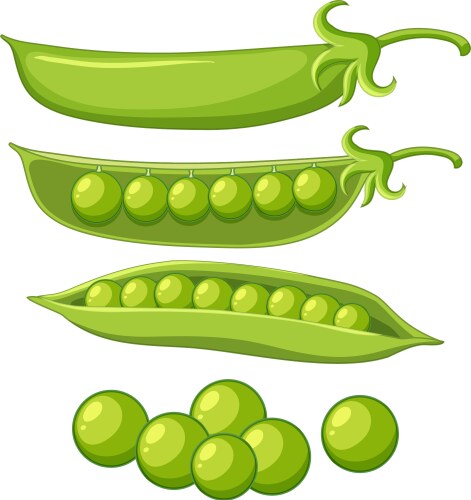 Peas Cartoon Vector Images (over 5,700)