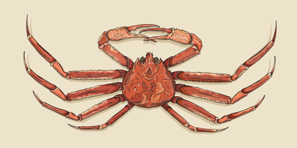 Crab Legs Vector Images (over 1,200)