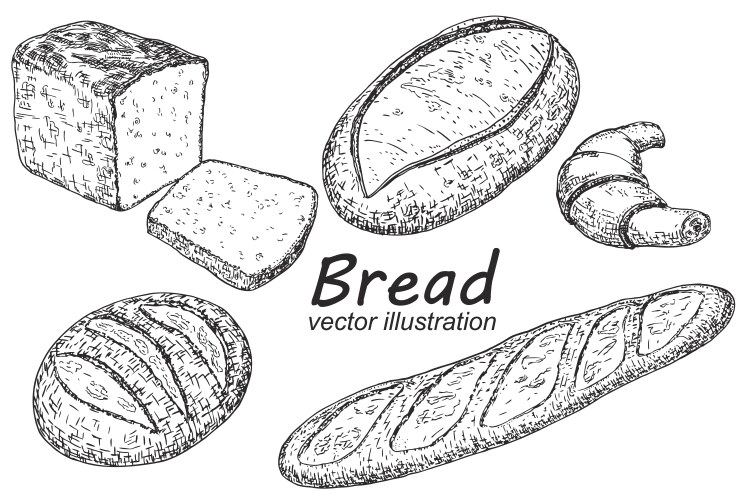 Rustic bread sketch Royalty Free Vector Image - VectorStock
