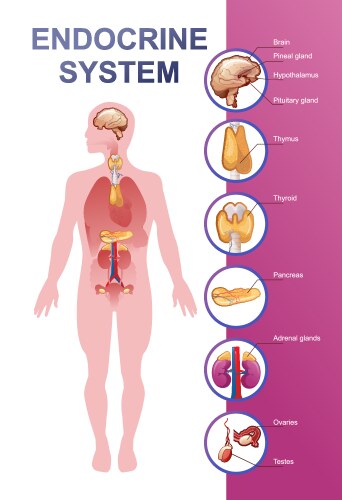 Endocrine system human anatomy isolated body Vector Image