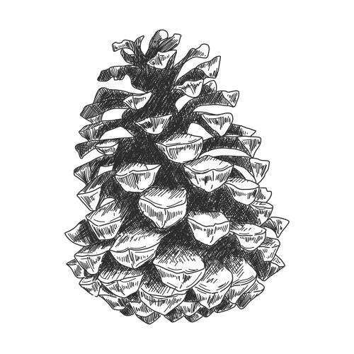 Snow Cone Vector Images (over 5,300)