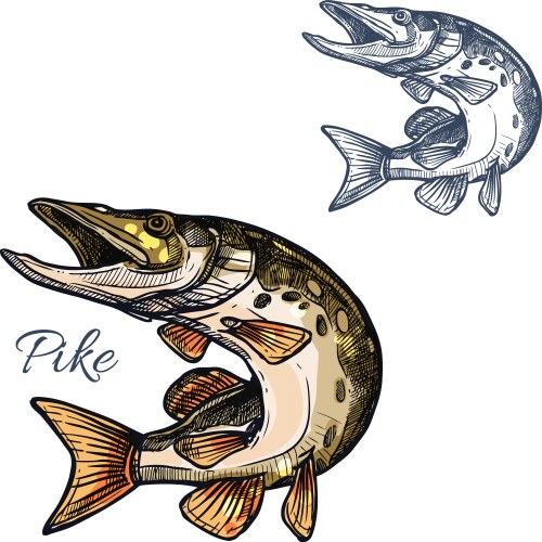 Pike Vector Images (over 7,300)