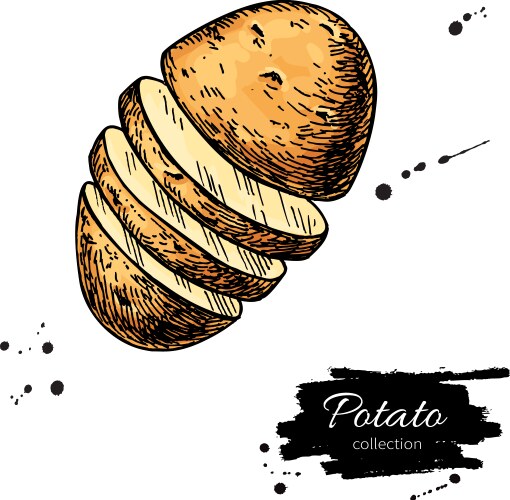 Potato drawing isolated hand drawn Royalty Free Vector Image