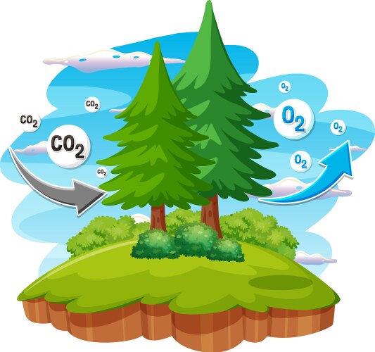 Oxygen Cycle Diagram - Science Education – Royalty-Free Vector ...