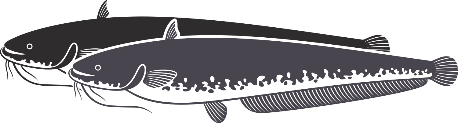 Hand drawn of catfish isolated Royalty Free Vector Image