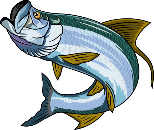 Tarpon Fish Clipart Tarpon Fish Vector Art, Icons, And Graphics For