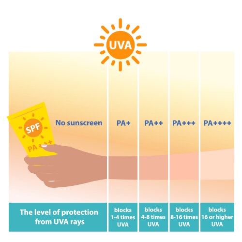 Comparison of physical and chemical sunscreen Vector Image