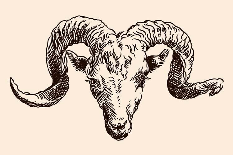 Vintage Merino Sheep Line Drawing – Royalty-Free Vector | VectorStock