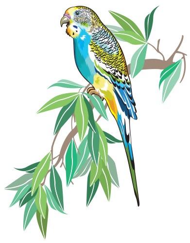 Cartoon blue budgie parakeet on white background Vector Image