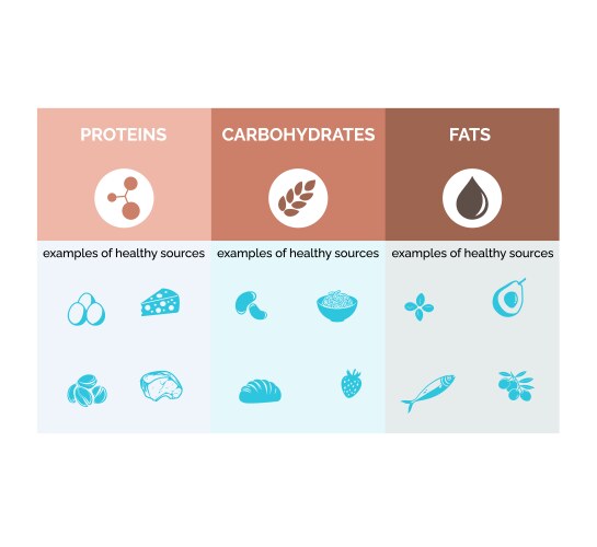 Proteins Fats Carbohydrates Vector Images (over 2,100)