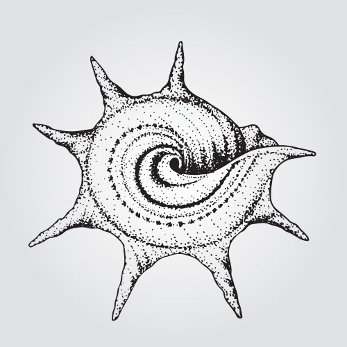 Sea Shell Vector Images (over 64,000)