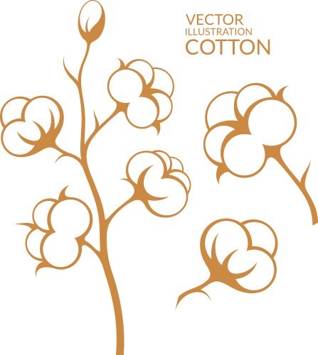 Cotton Royalty Free Vector Image - VectorStock