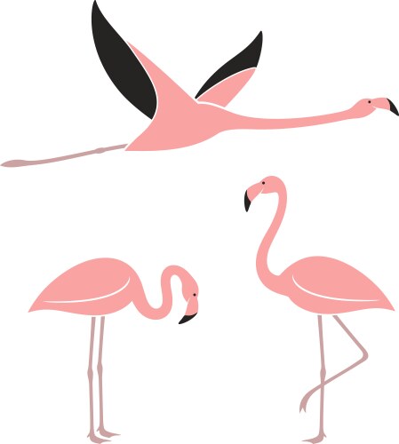 Flamingo Royalty Free Vector Image - VectorStock