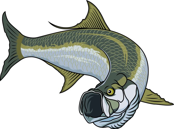 Tarpon Vector Images (over 100)