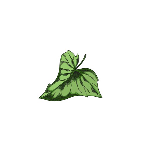 Potato Pencil Drawing Vector Images (over 110)