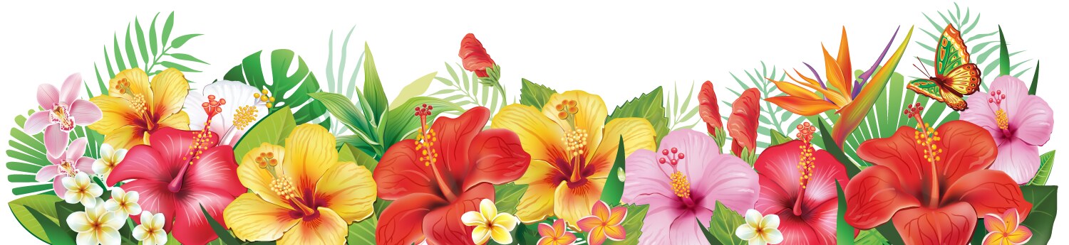Hibiscus Flower Border Royalty Free Vector Image