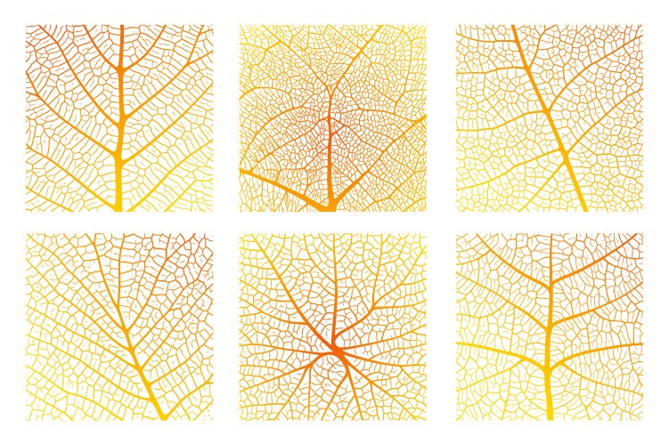 Venator Vector Images (over 230)