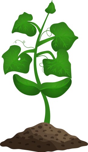 A bean plant in pot Royalty Free Vector Image - VectorStock