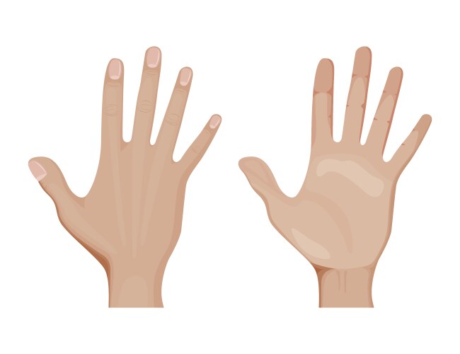 Front side of hand design Royalty Free Vector Image