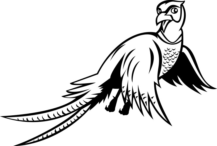 Pheasant Vector Images (over 1,600)