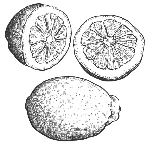 Ginger and lemon set vintage food drawing Vector Image