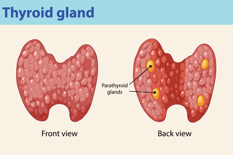 Detailed front and back views of thyroid gland Vector Image