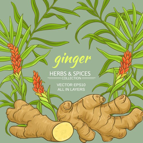 Red ginger flower Royalty Free Vector Image - VectorStock