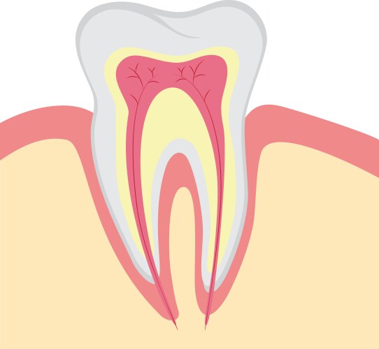 Tooth Vector Images (over 150,000)