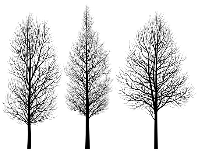 Tree Branches Without Leaves Pattern Vector Images (over 130)
