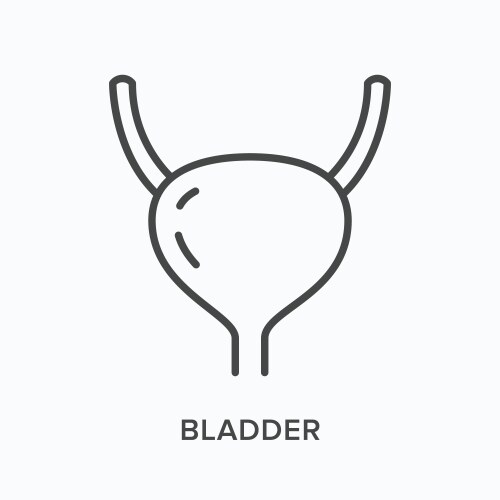 Anatomical structure of the urinary bladder Vector Image